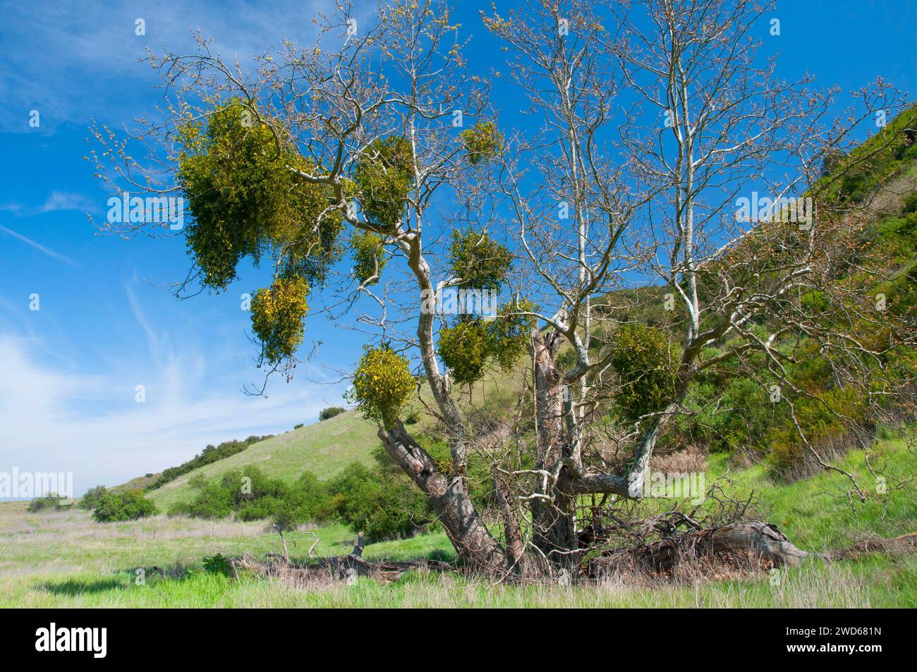 Western sycamore (Platanus racemosa) with mistletoe, Los Penasquitos ...