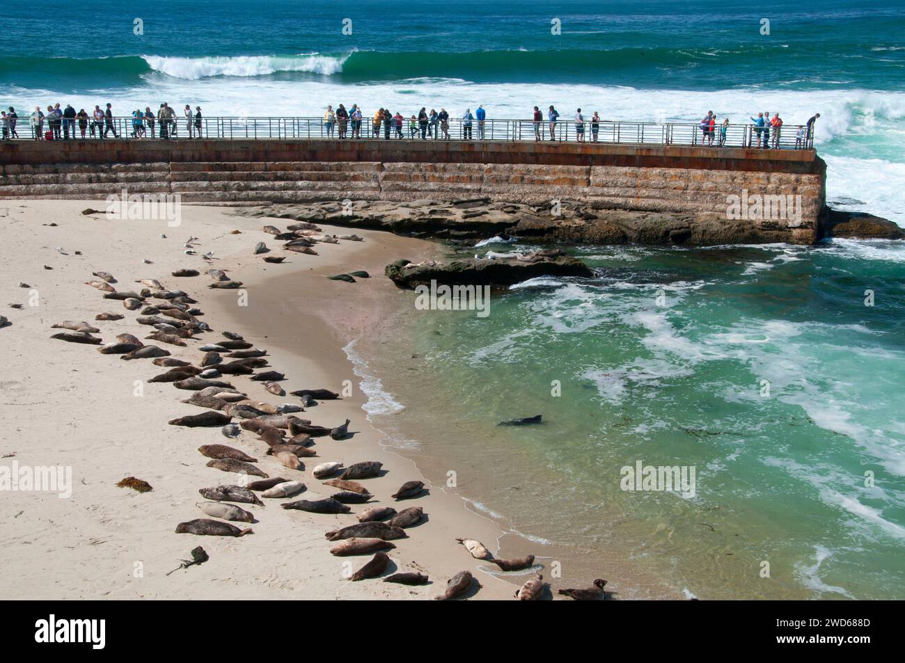Harbor seals (Photo vitulina) at Children's Pool (Casa Beach), Ellen ...