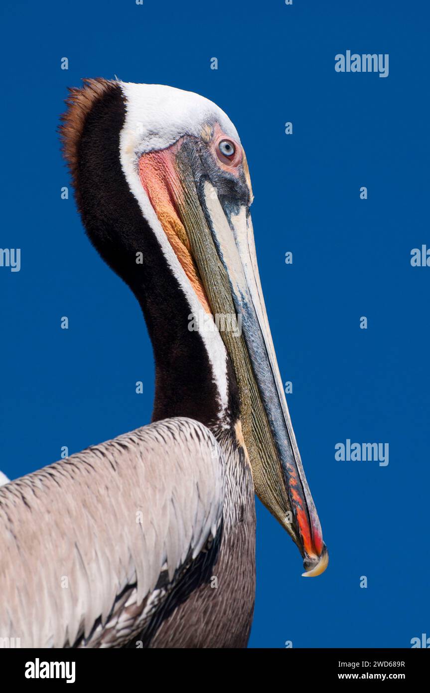 Brown pelican (Pelecanus occidentalis), Ellen Browning Scripps Marine ...
