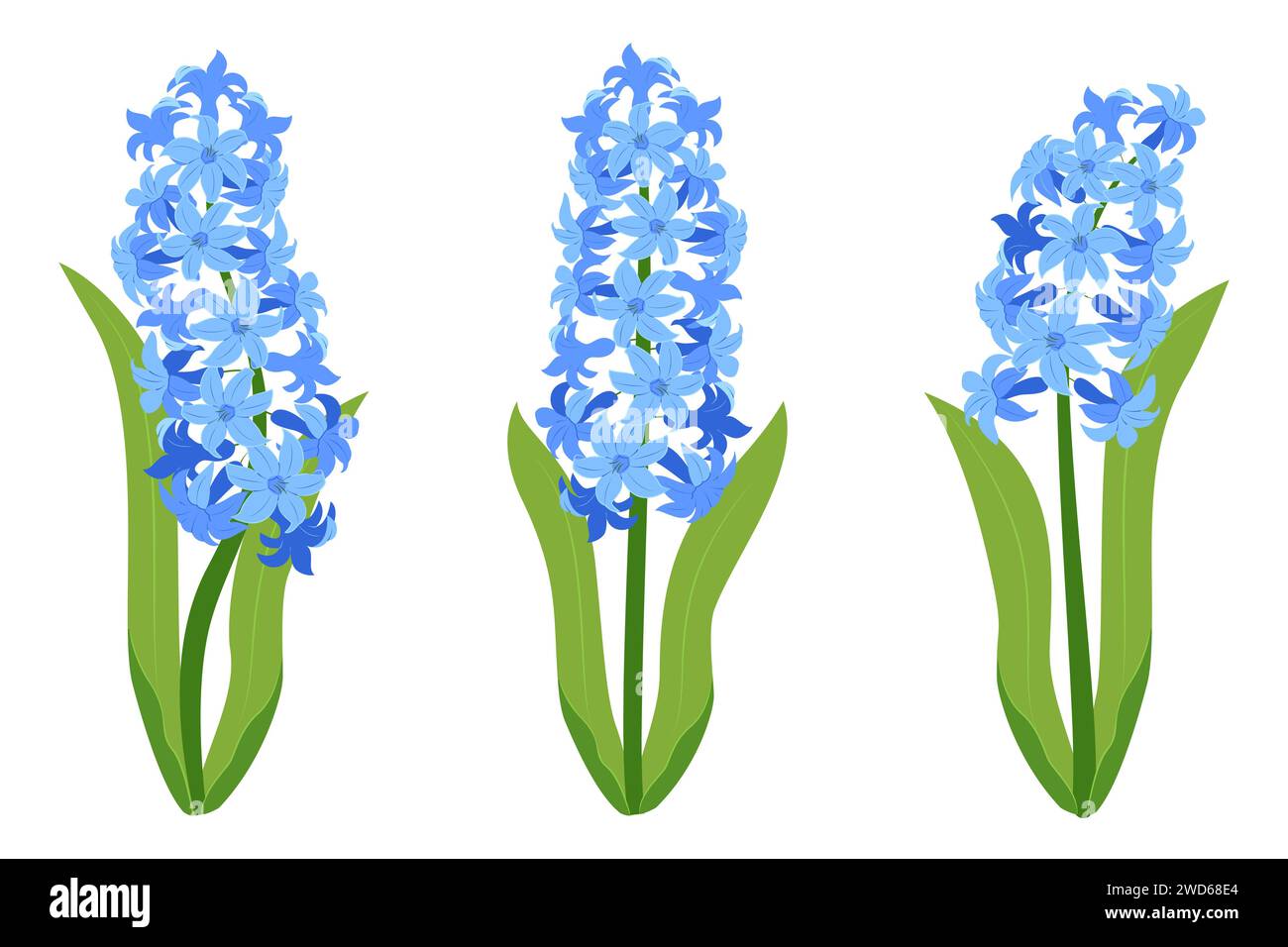 Hyacinth flowers. Set blue hyacinth flowers. isolated on a white ...