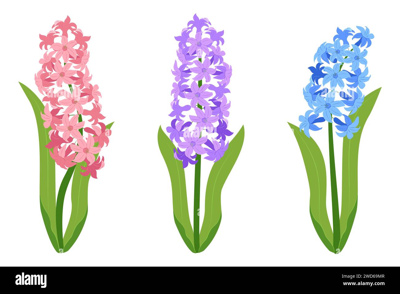 Set of pink, purple and blue hyacinth flowers isolated on a white ...
