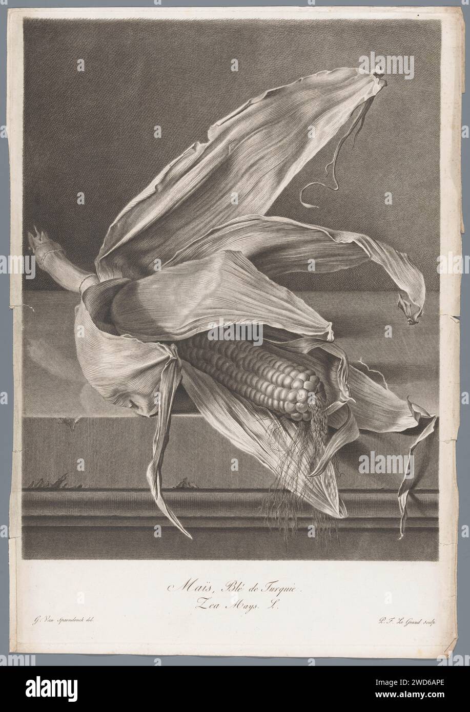 Maïs, Pierre François Legrand, after Gerard van Spaendonck, 1799 - 1801 ...