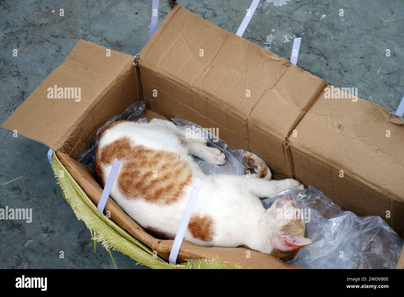 A poor orange white cat sleeps in a cardboard box, a ginger cat is ...