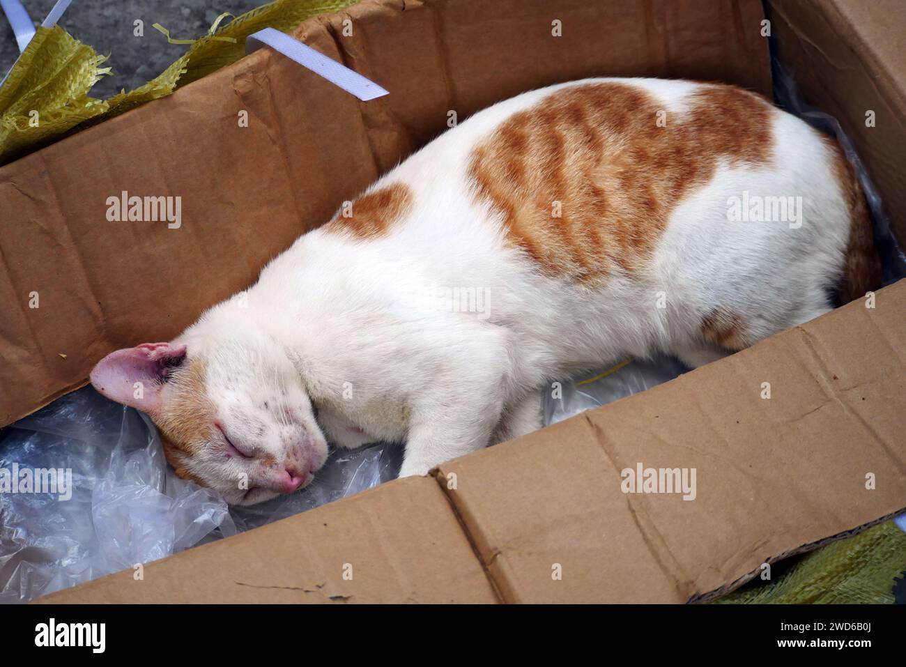 Long haired ginger tabby cat hi-res stock photography and images - Alamy
