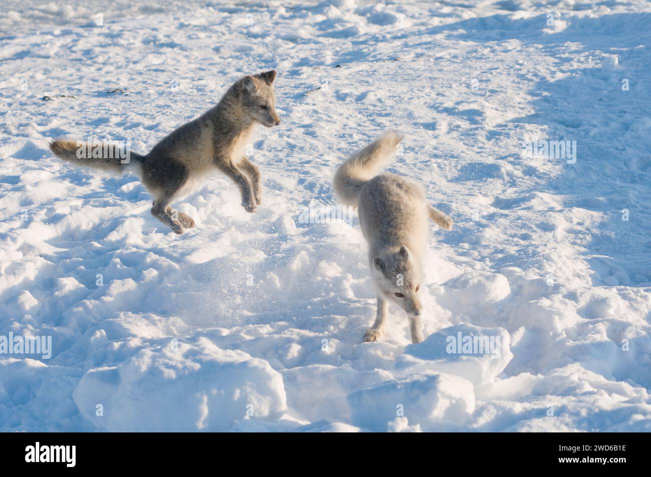 arctic fox Alopex lagopus pair play and chase one another around on the ...