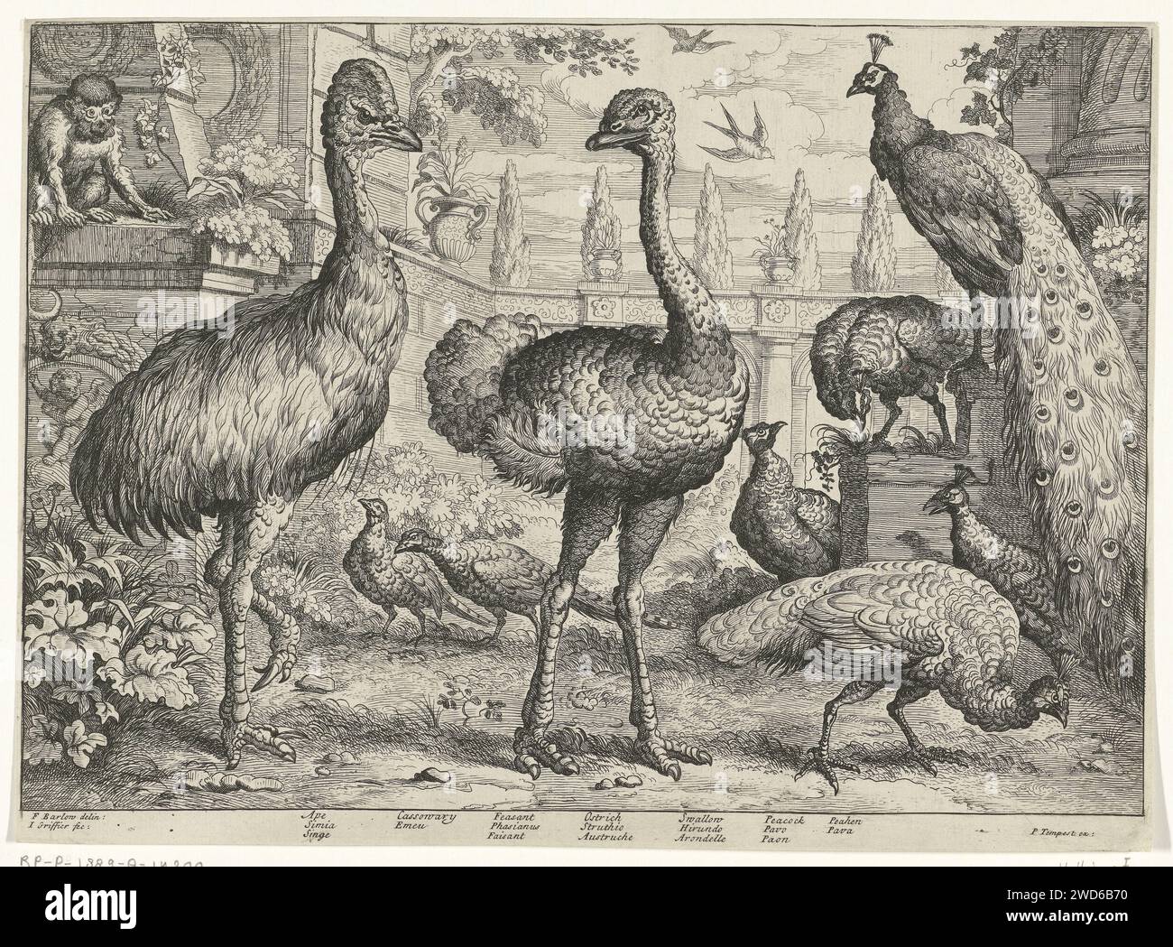 Several birds and a monkey hi-res stock photography and images - Alamy