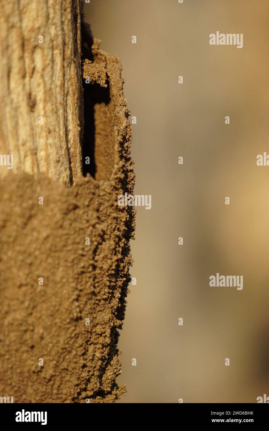 Coptotermes formosanus (Formosan termite, super-termite, semut kongkiak ...