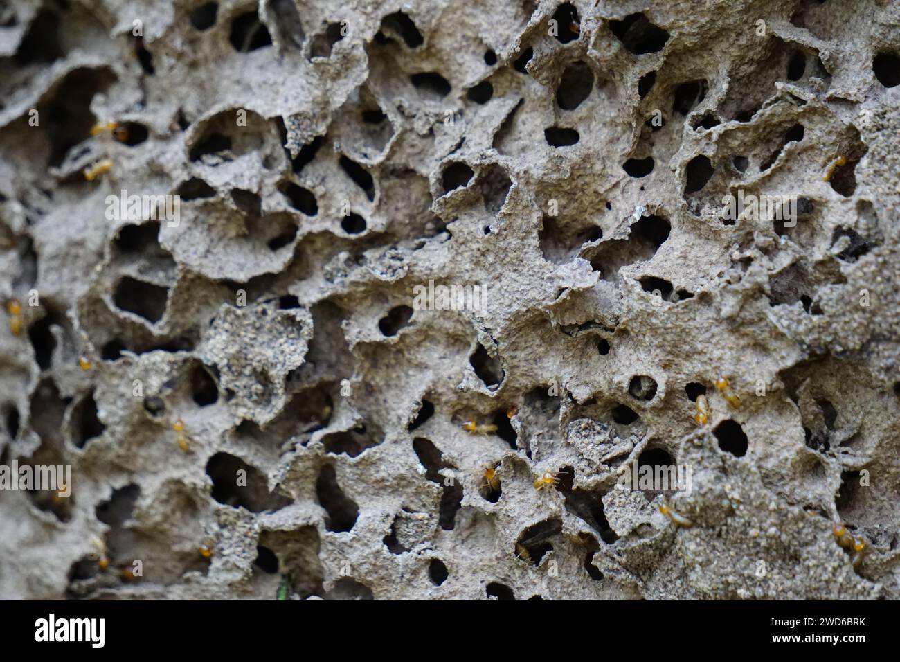 Coptotermes formosanus (Formosan termite, super-termite, semut kongkiak ...