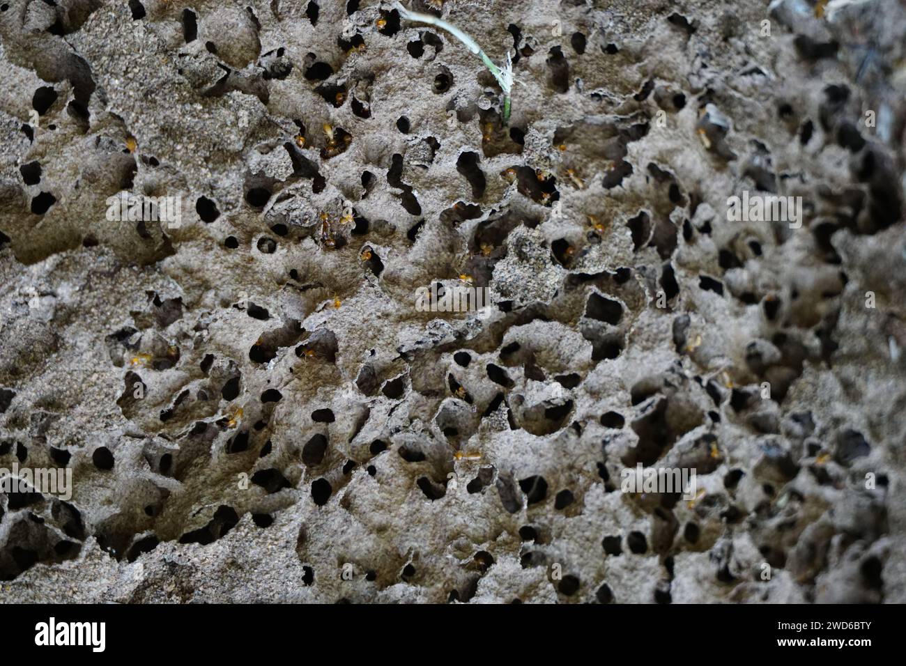 Coptotermes formosanus (Formosan termite, super-termite, semut kongkiak ...