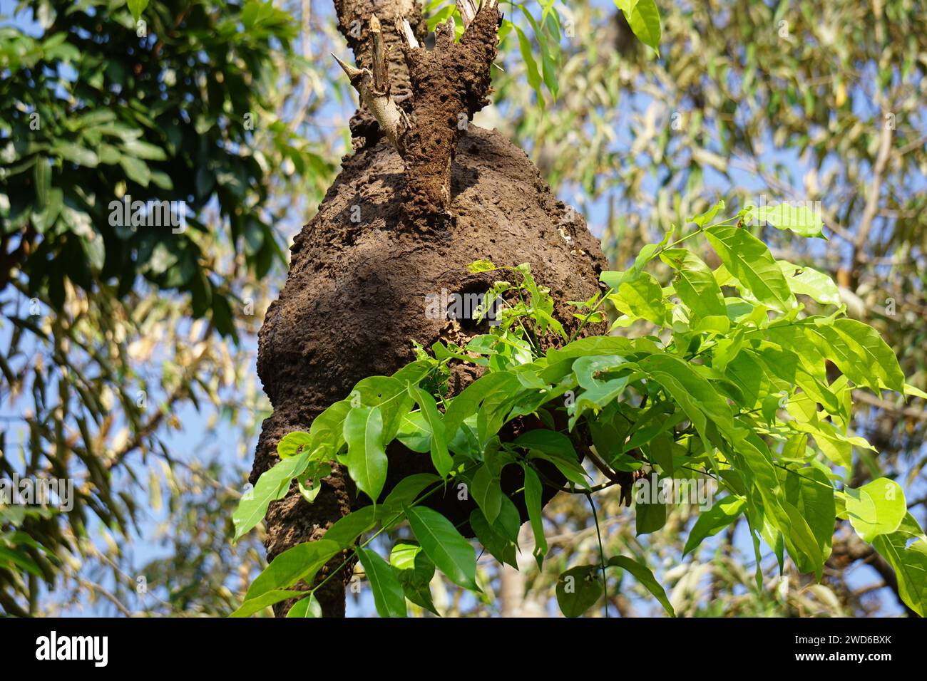 Coptotermes formosanus (Formosan termite, super-termite, semut kongkiak ...