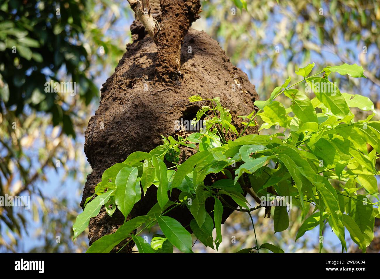 Coptotermes formosanus (Formosan termite, super-termite, semut kongkiak ...