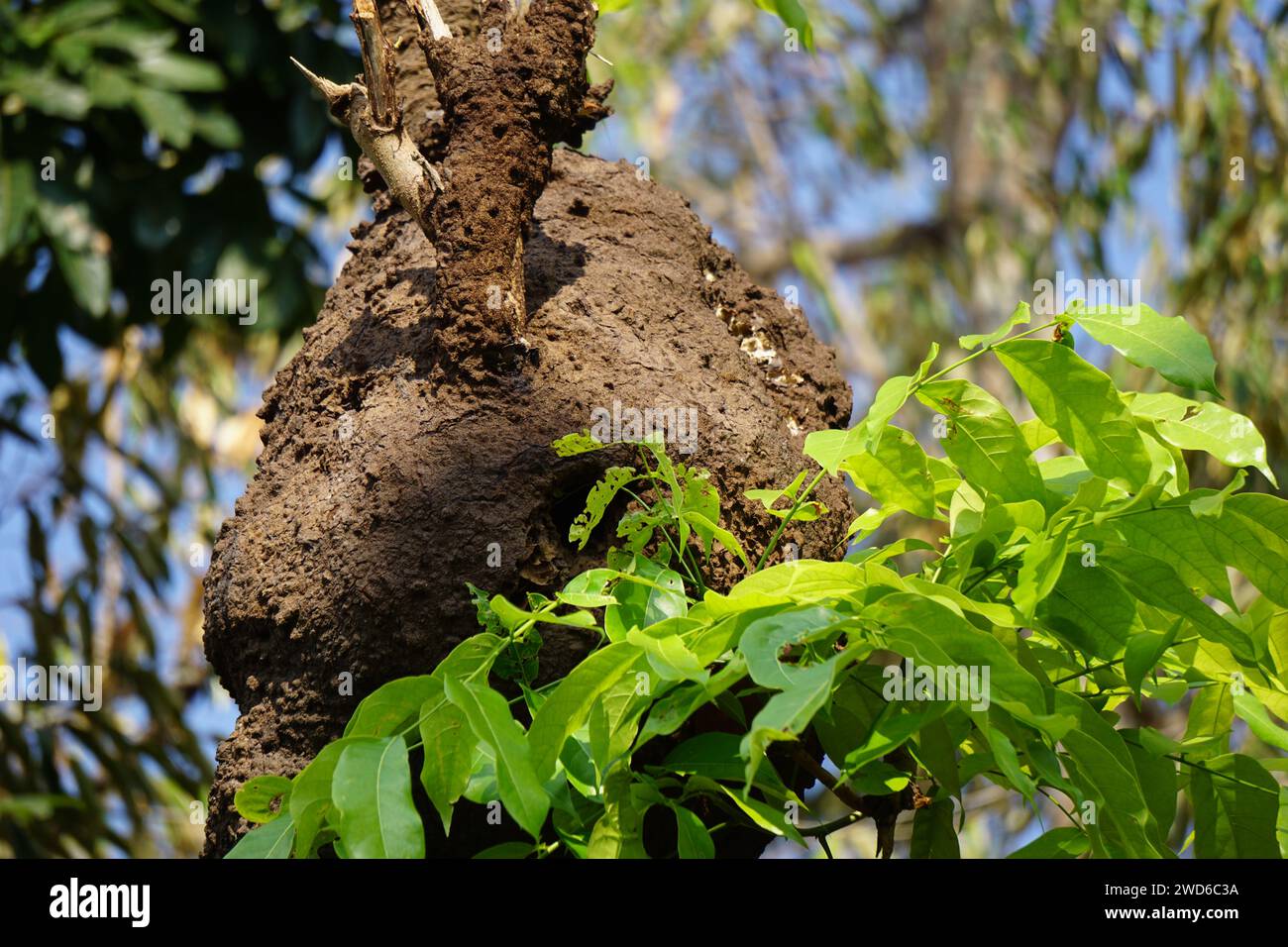 Coptotermes formosanus (Formosan termite, super-termite, semut kongkiak ...