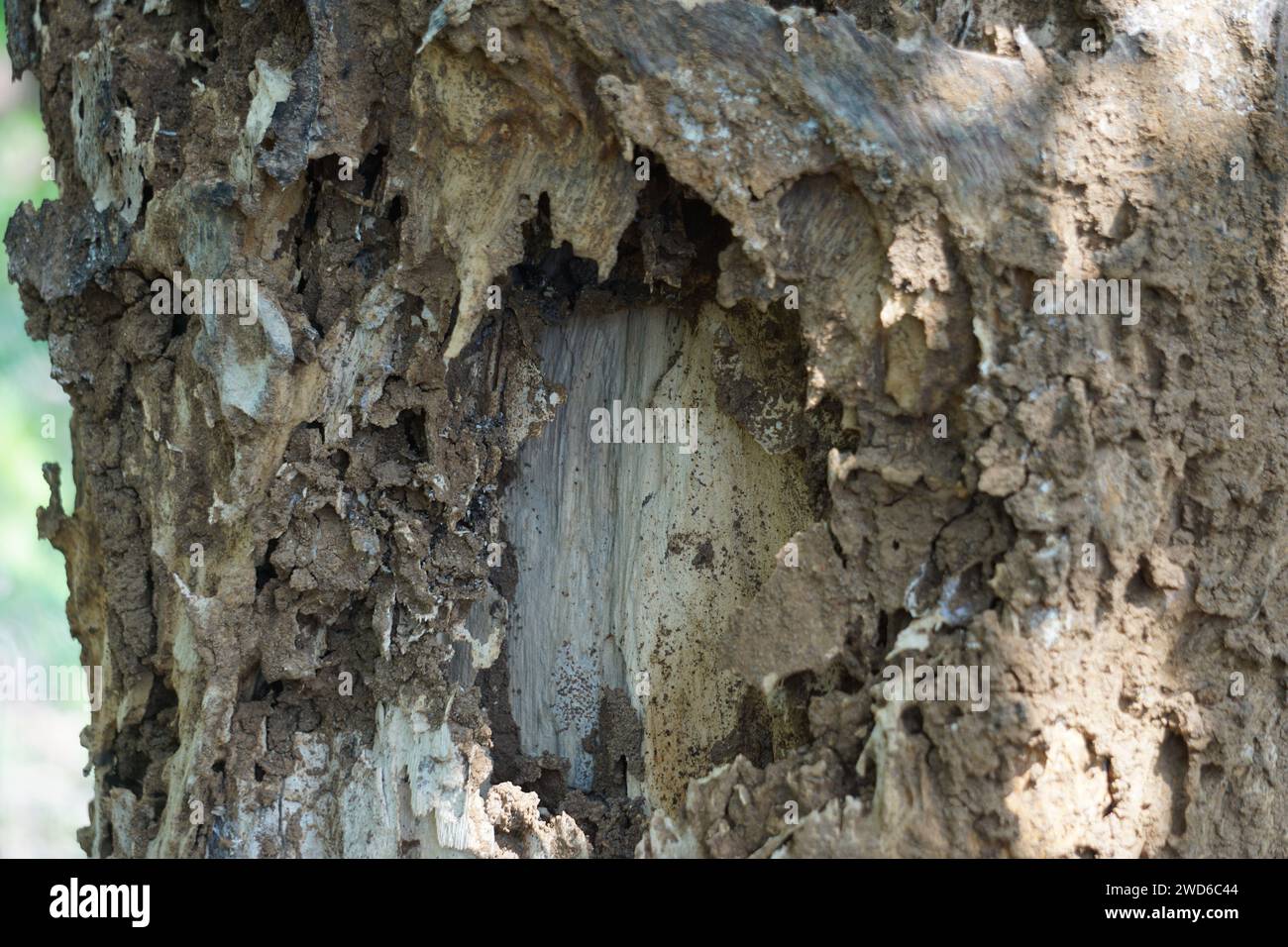 Coptotermes formosanus (Formosan termite, super-termite, semut kongkiak ...