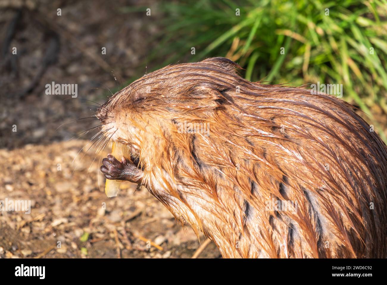 Wild animal Muskrat, Ondatra zibethicuseats, eats on the river bank ...