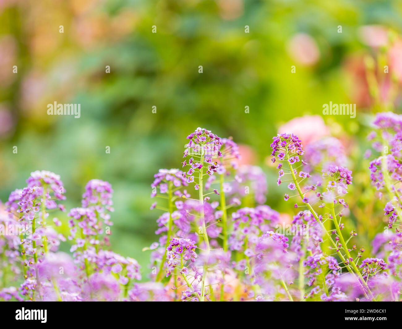 Verbena bonariensis flowers, Argentinian Vervain or Purpletop Vervain ...