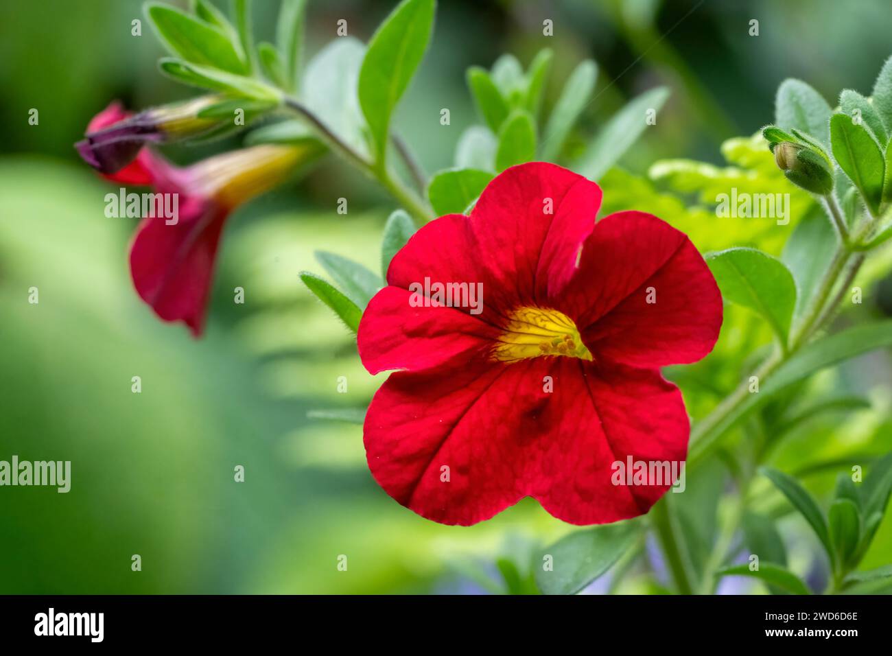 Close up million bells hi-res stock photography and images - Alamy