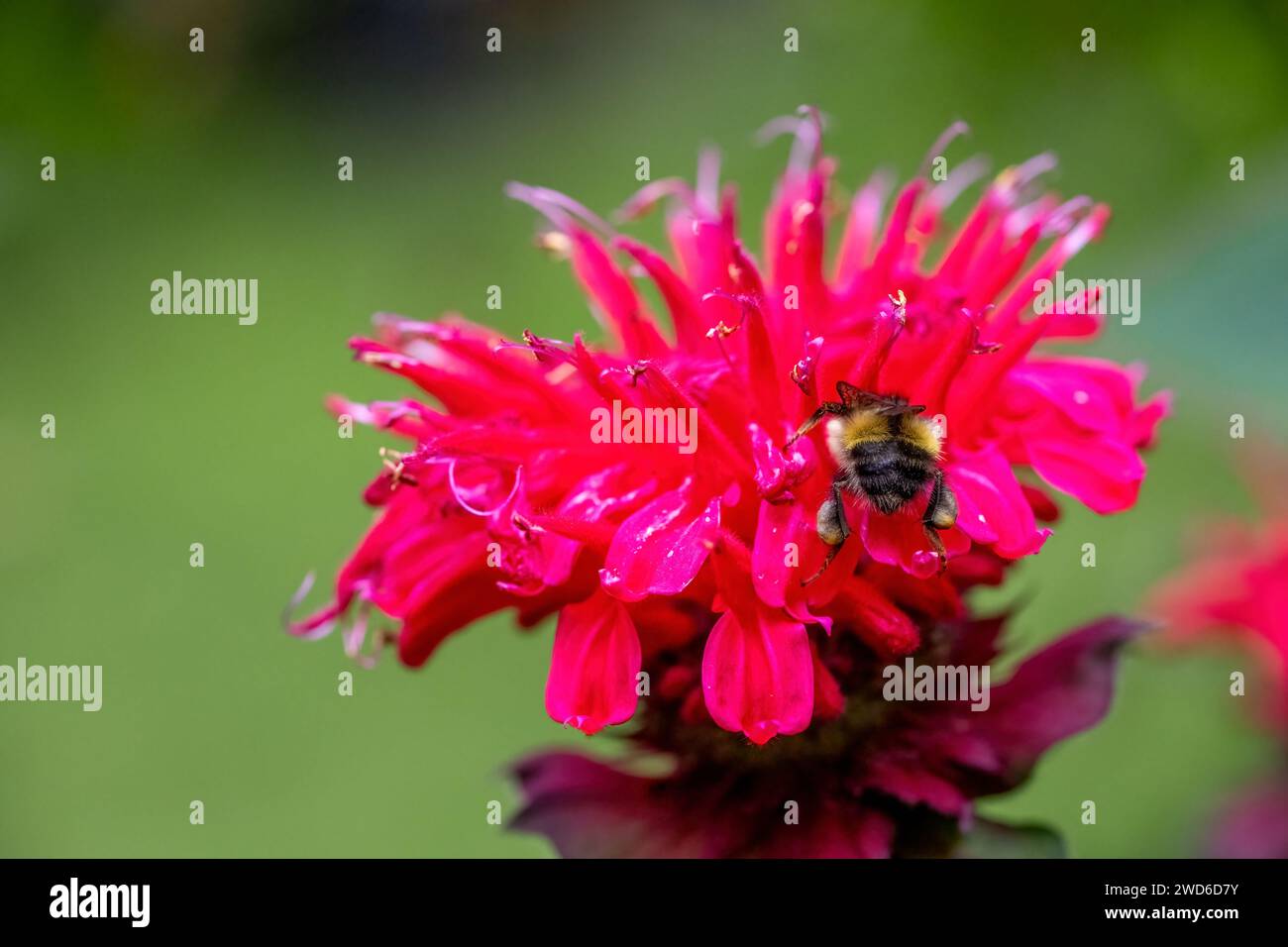 Issaquah, Washington, USA. Bee Balm flower blossom being pollinated by ...