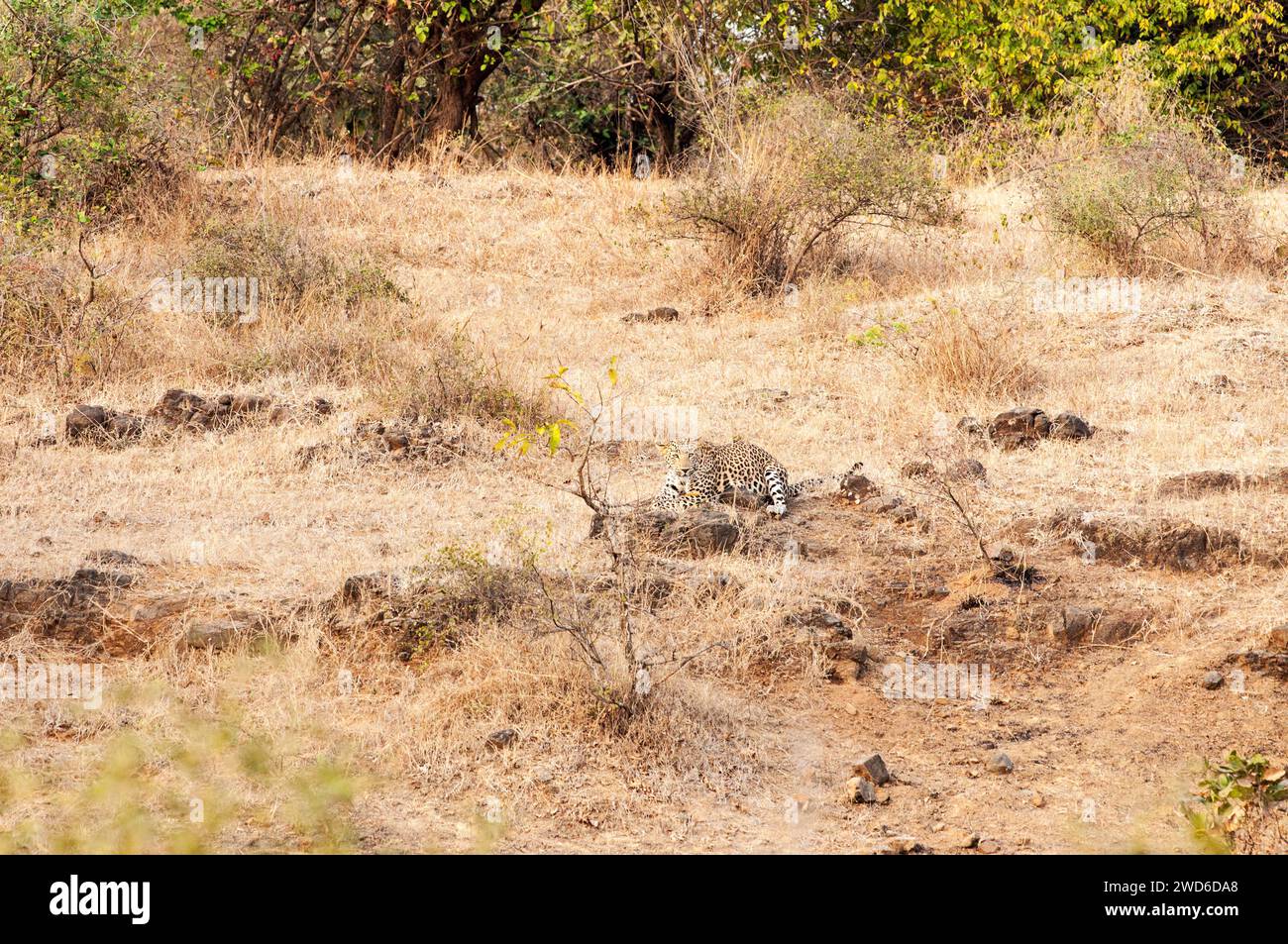 Leopard in Action Stock Photo - Alamy