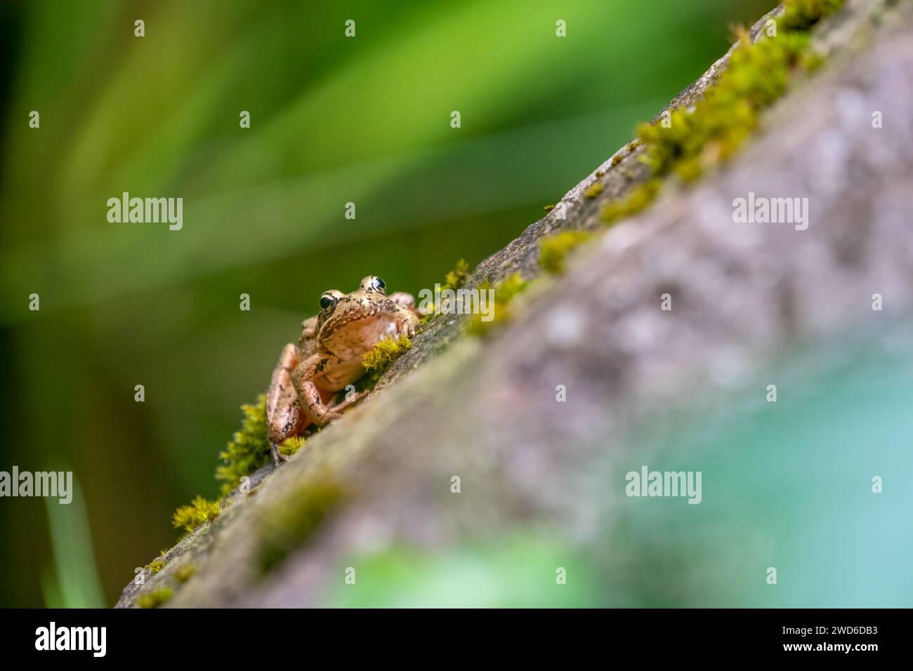 Issaquah, Washington, USA. Pacific Tree Frog resting on a rock next to ...