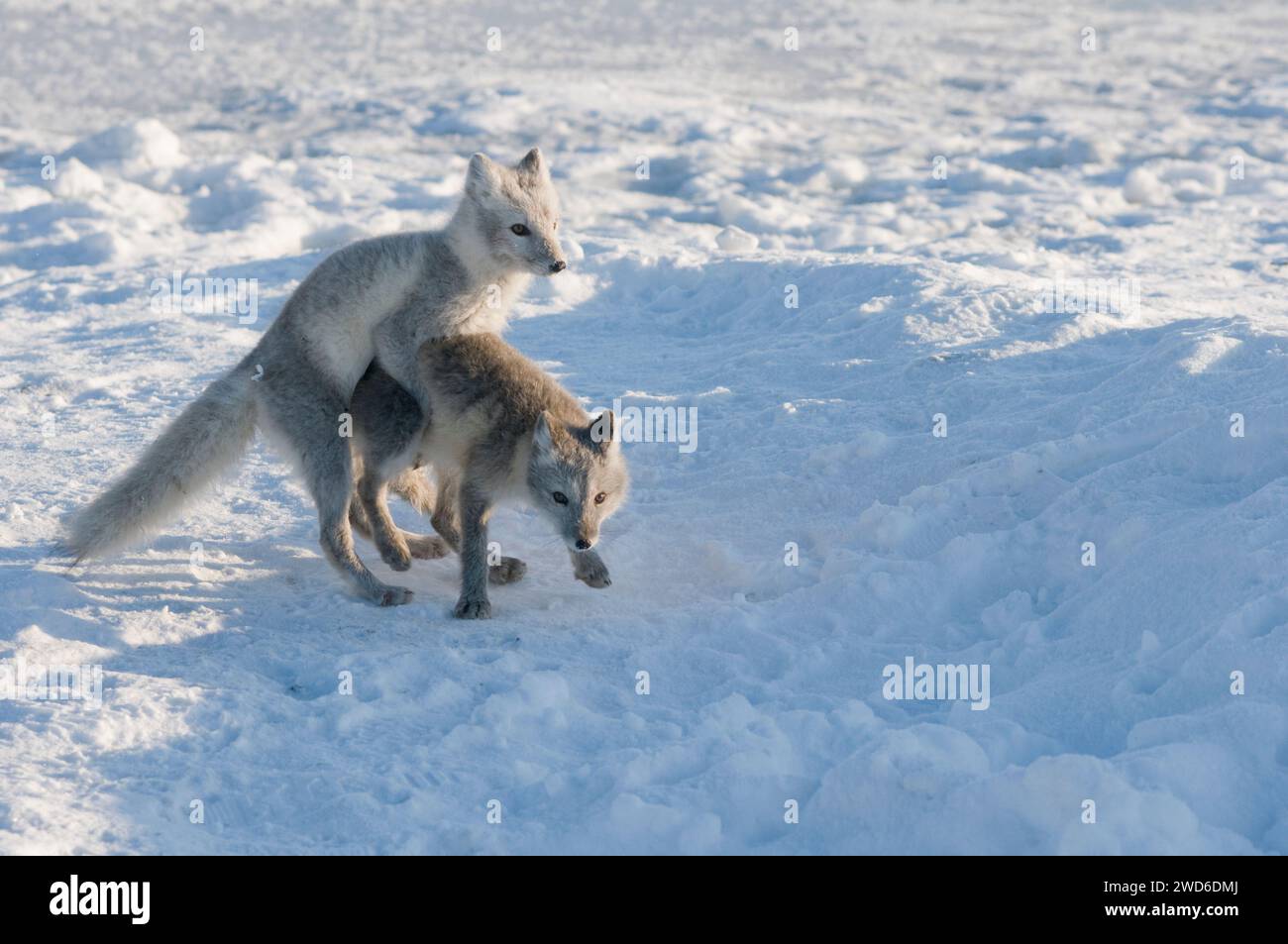 arctic fox Alopex lagopus pair play and chase one another around on the ...