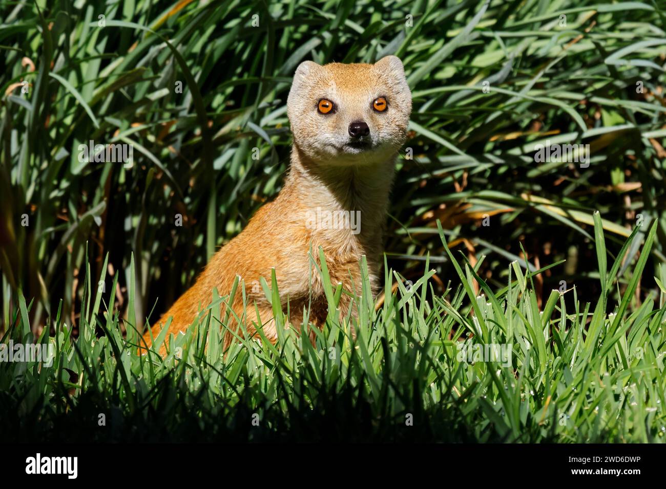 Portrait of an alert yellow mongoose (Cynictus penicillata), South ...