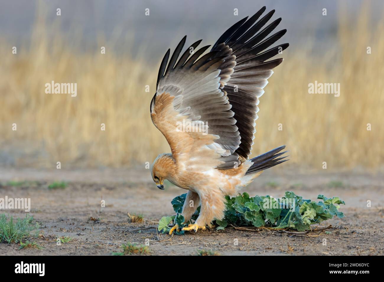 A tawny eagle (Aquila rapax) hunting on the ground with open wings ...