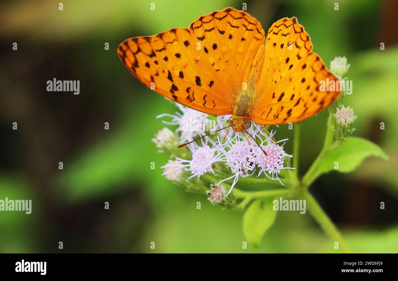 beautiful spotted rustic or common leopard butterfly (phalanta ...
