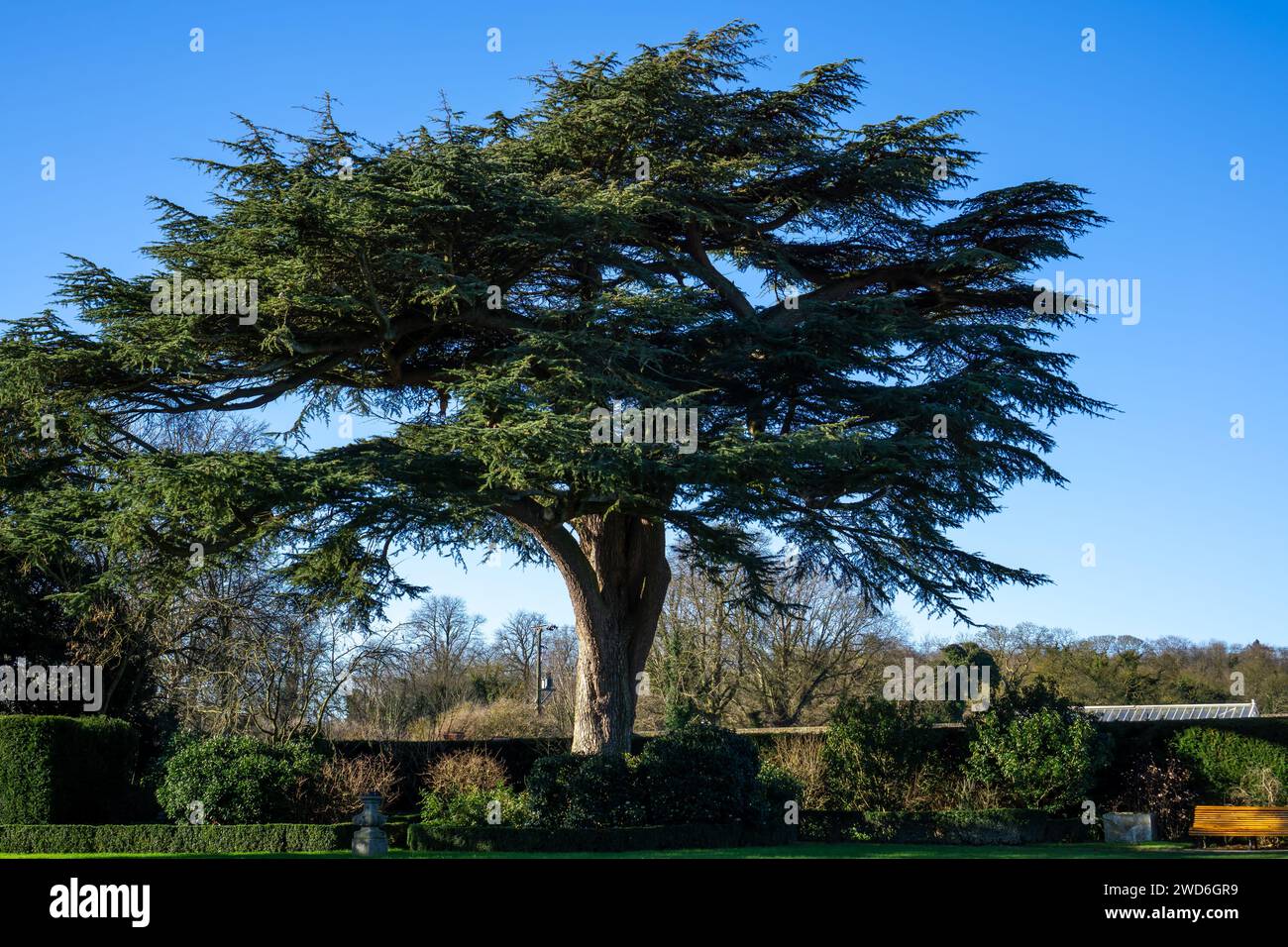 An old cedar tree on the Summerhouse Lawn in Bridge End Gardens in ...