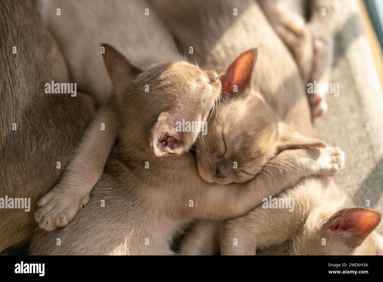 beige burmese kittens lying on the couch at home Stock Photo - Alamy