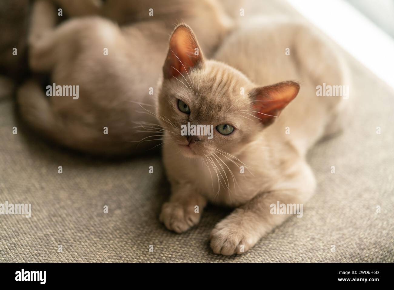 beige burmese kittens lying on the couch at home Stock Photo - Alamy