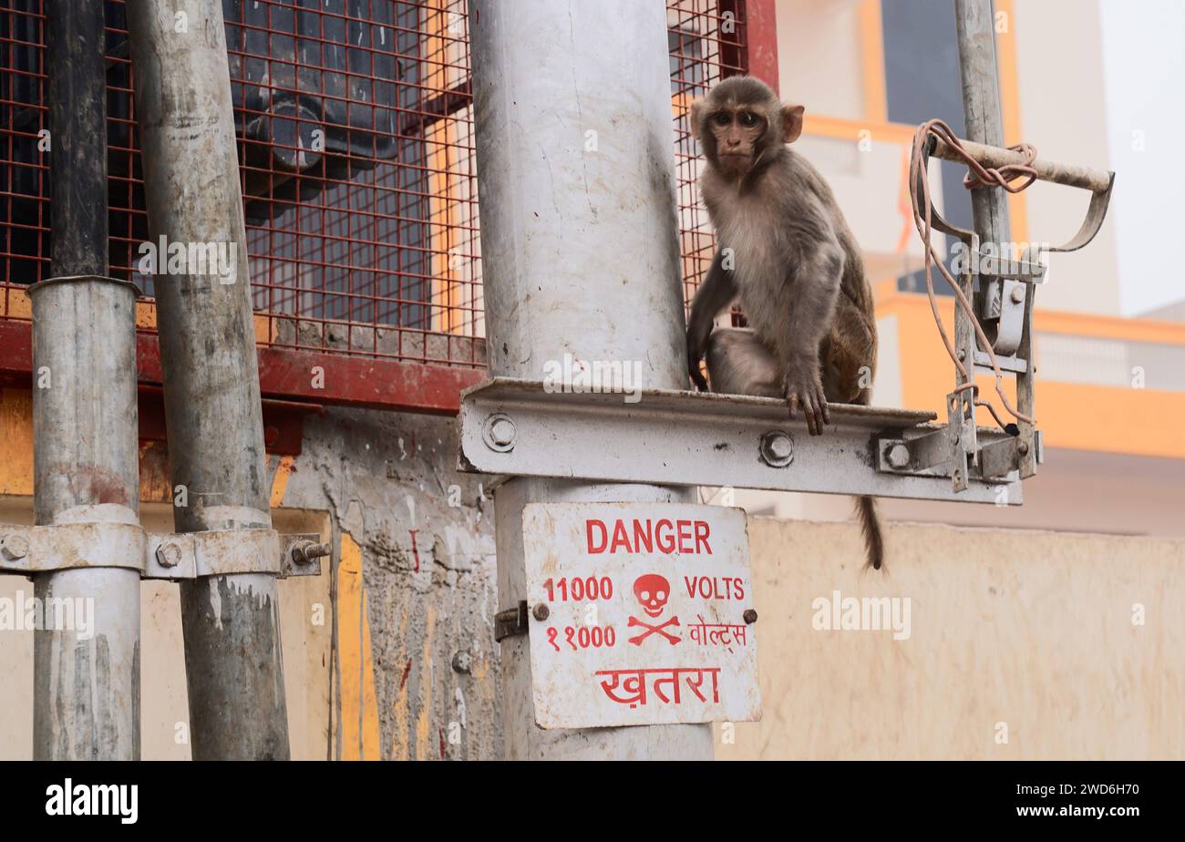 Ayodhya, India. 29th Dec, 2023. A monkey sits on a power installation ...
