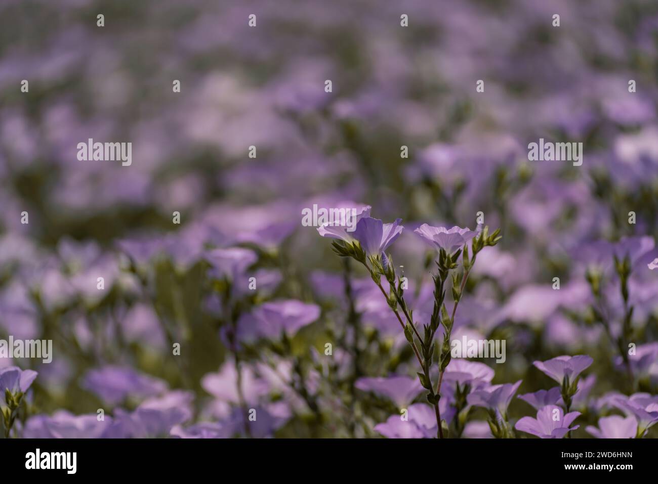 Linen field hi-res stock photography and images - Alamy