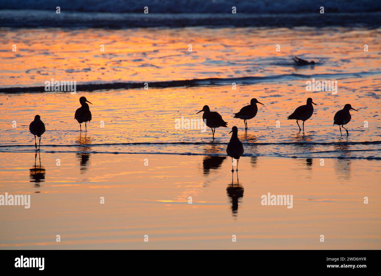 Shorebird sunset at Ocean Beach, Golden Gate National Recreation Area ...