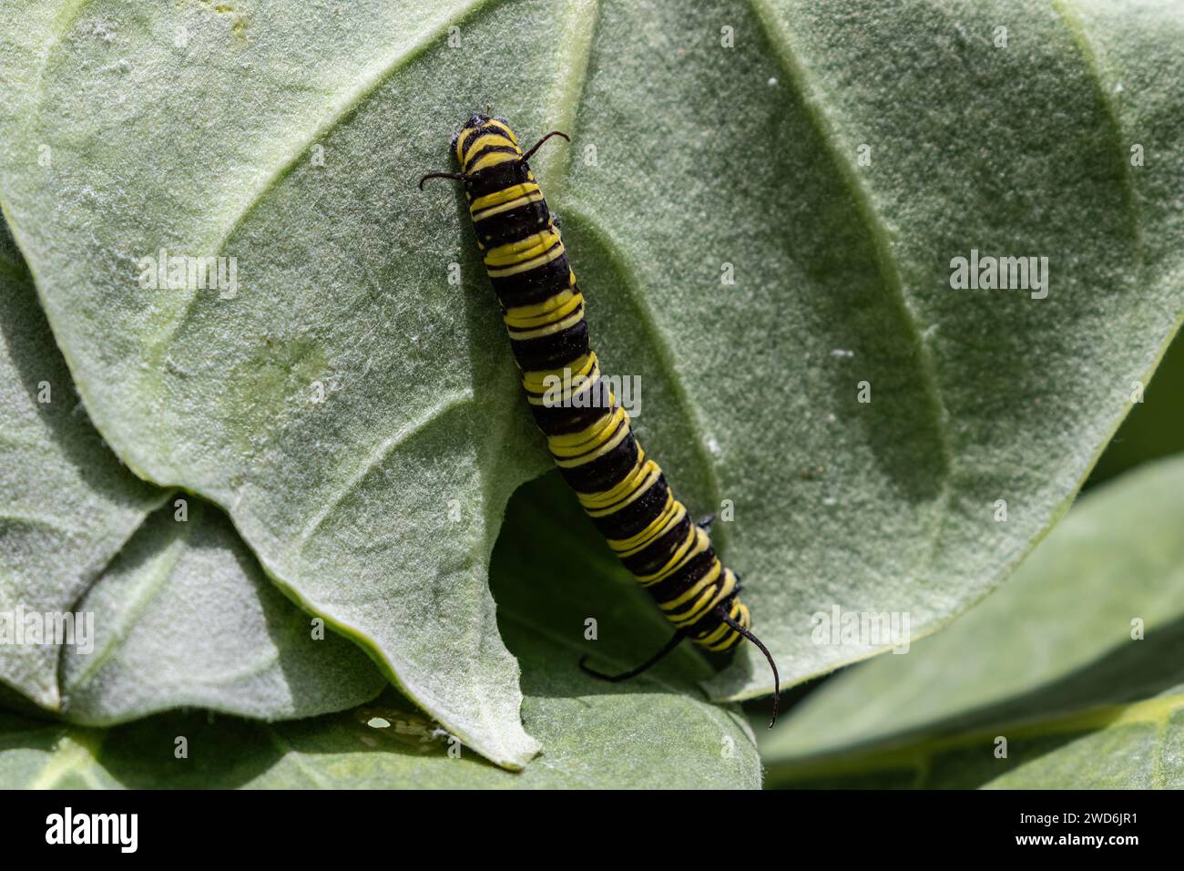 Subspecies milkweed hi-res stock photography and images - Alamy