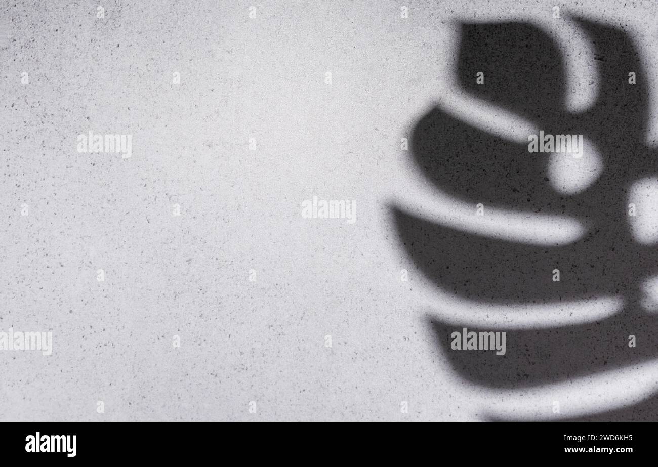 Shadows from monstera leaves on a concrete grey wall background Stock ...