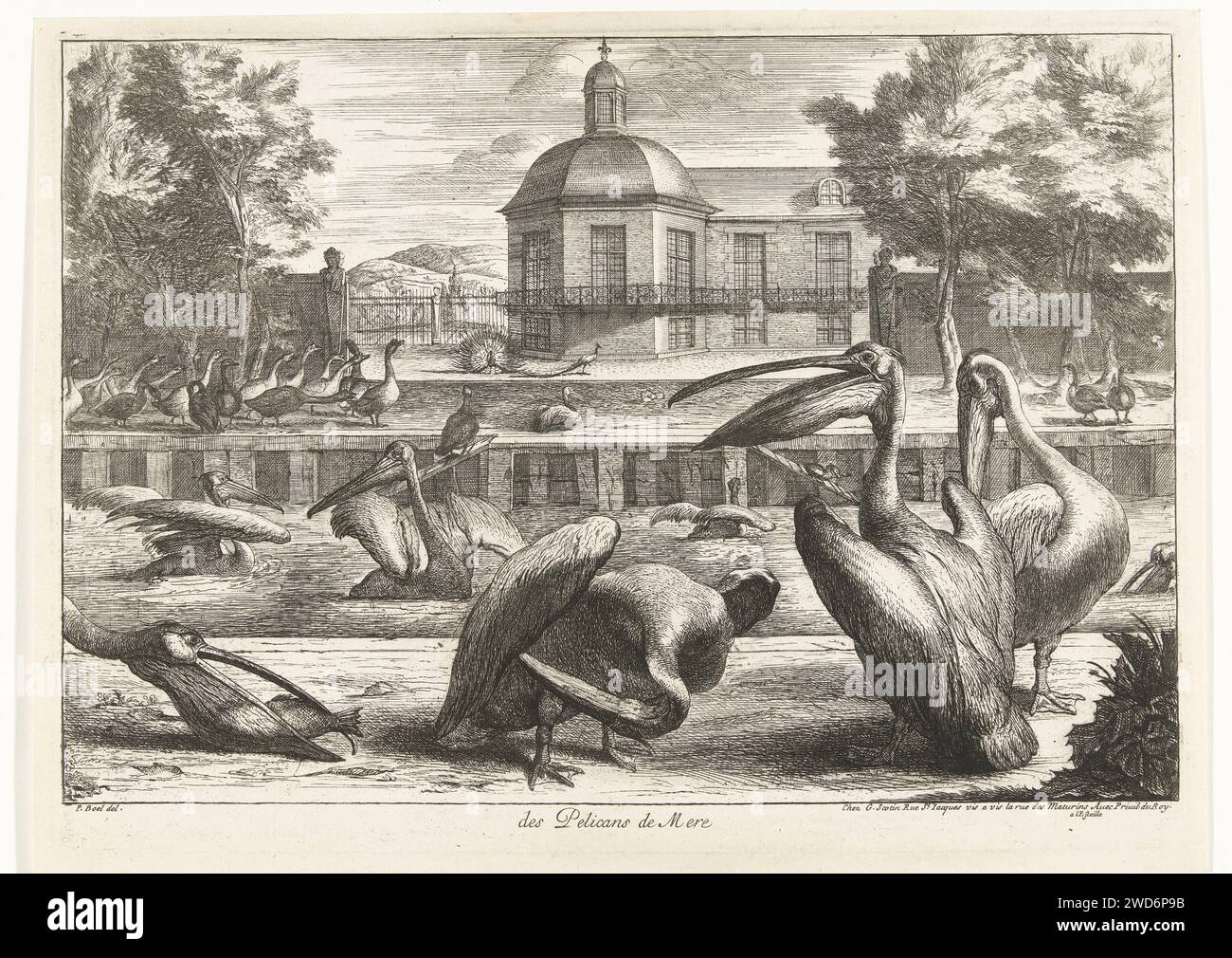 Pelikans, Peeter Boel (attributed to), After Peeter Boel, 1670 - 1674 ...