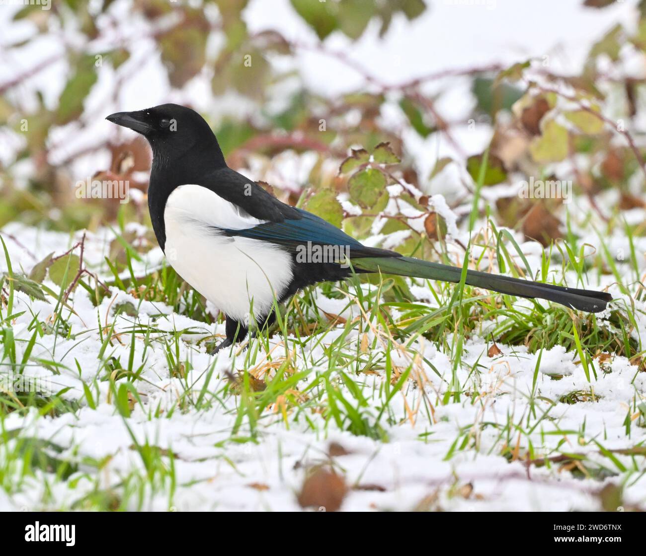Lebus, Germany. 16th Jan, 2024. A magpie (Pica pica) in the snow. The ...