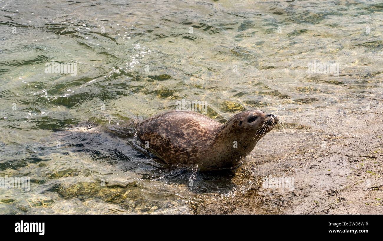 A cute seal resting on rocks in shallow water Stock Photo - Alamy