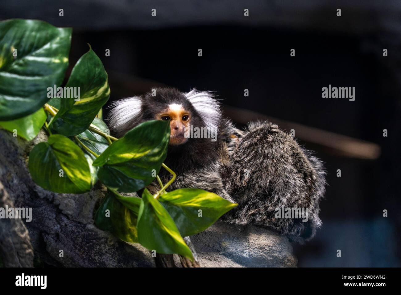 Marmoset monkey hi-res stock photography and images - Alamy