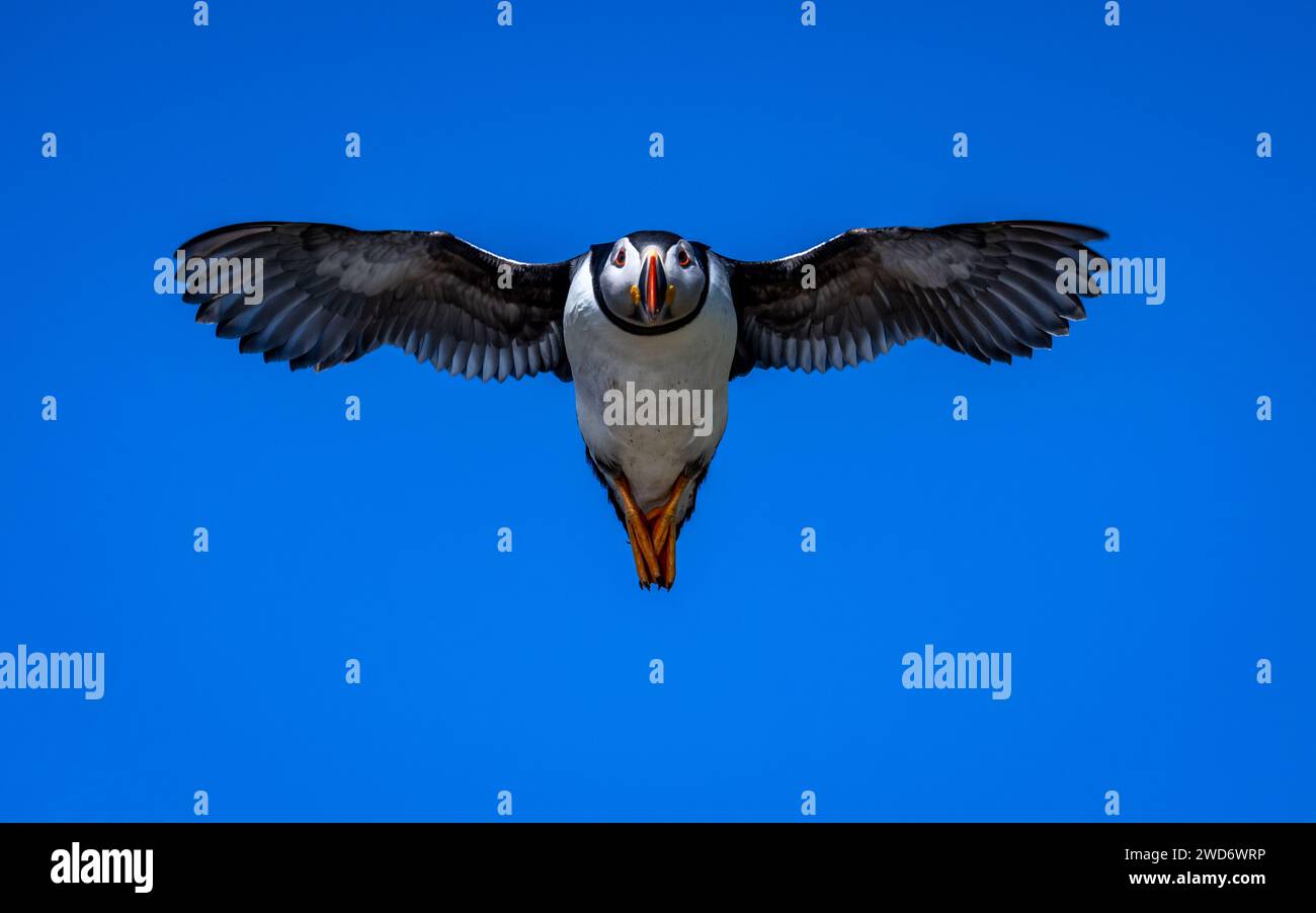Puffin airborne hi-res stock photography and images - Alamy