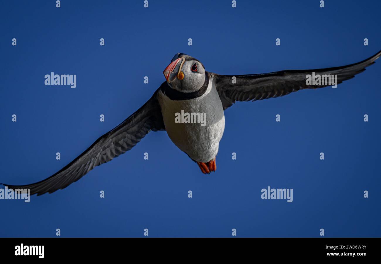A puffin soaring gracefully through the air with its wings extended ...
