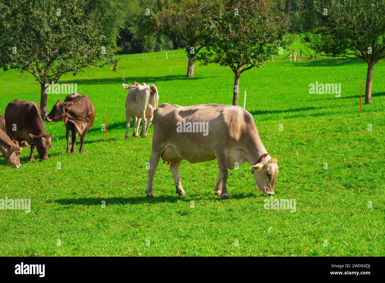 Cow on lawn. Cow grazing on green meadow. Holstein cow. Eco farming ...