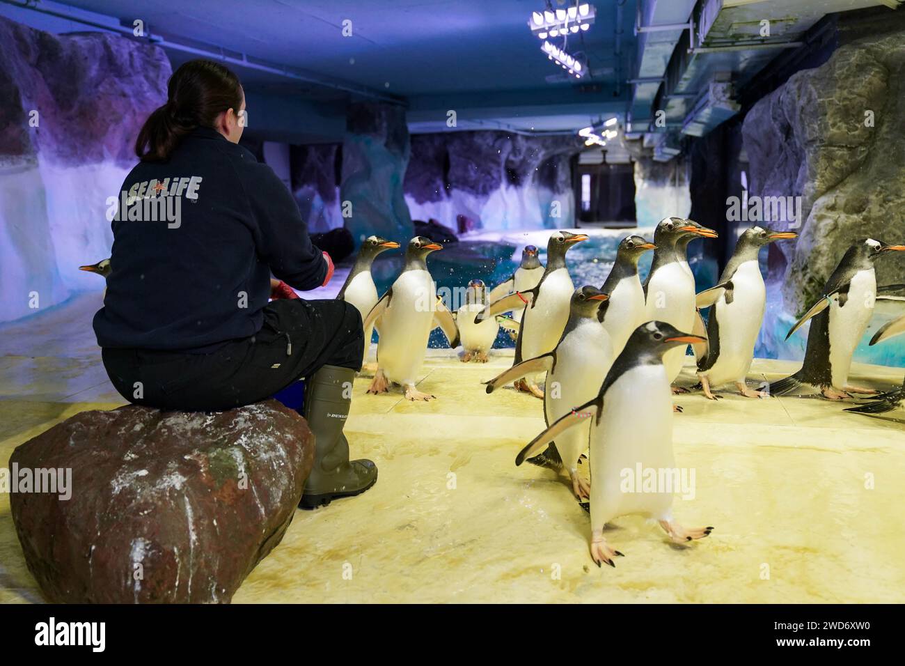 Gentoo Penguins In The Penguin Ice Adventure Exhibit At The National Gentoo Penguins In The Penguin Ice Adventure Exhibit At The National