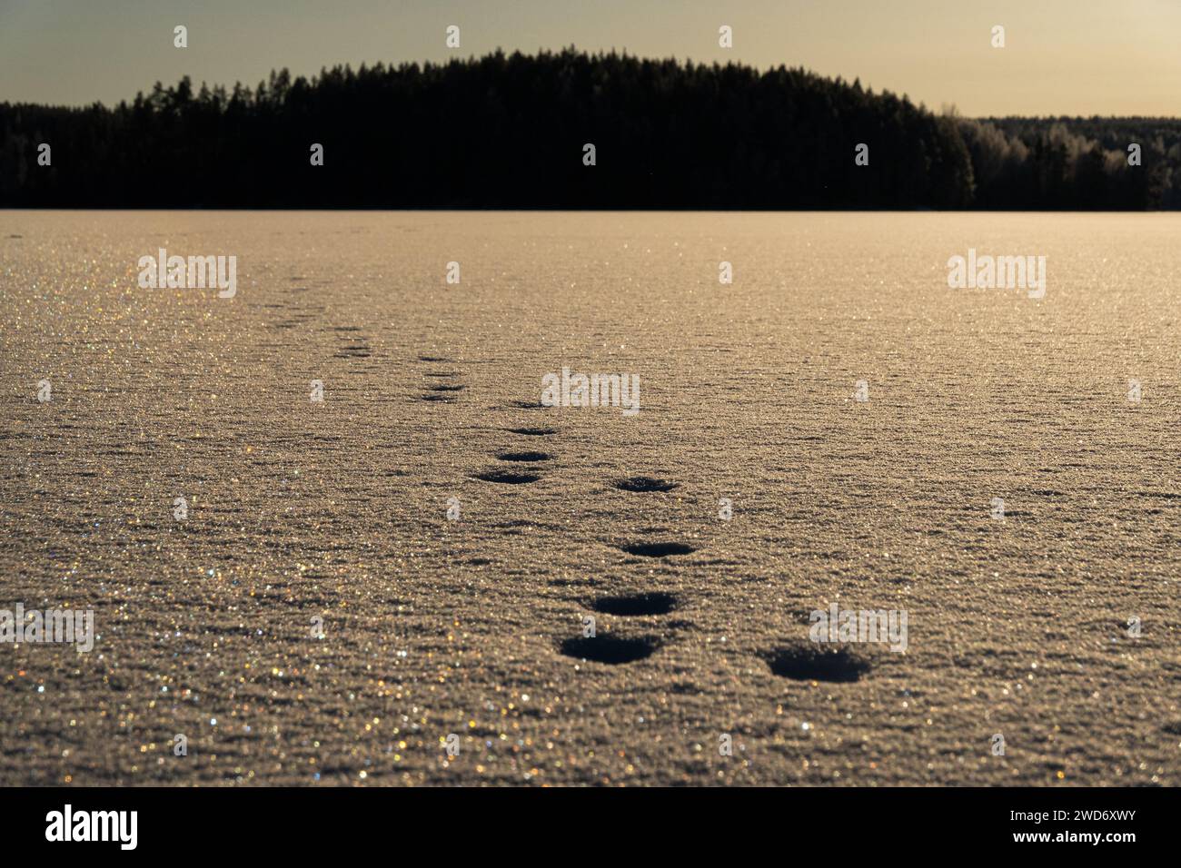 Footprints on a frozen lake in Sweden Stock Photo - Alamy