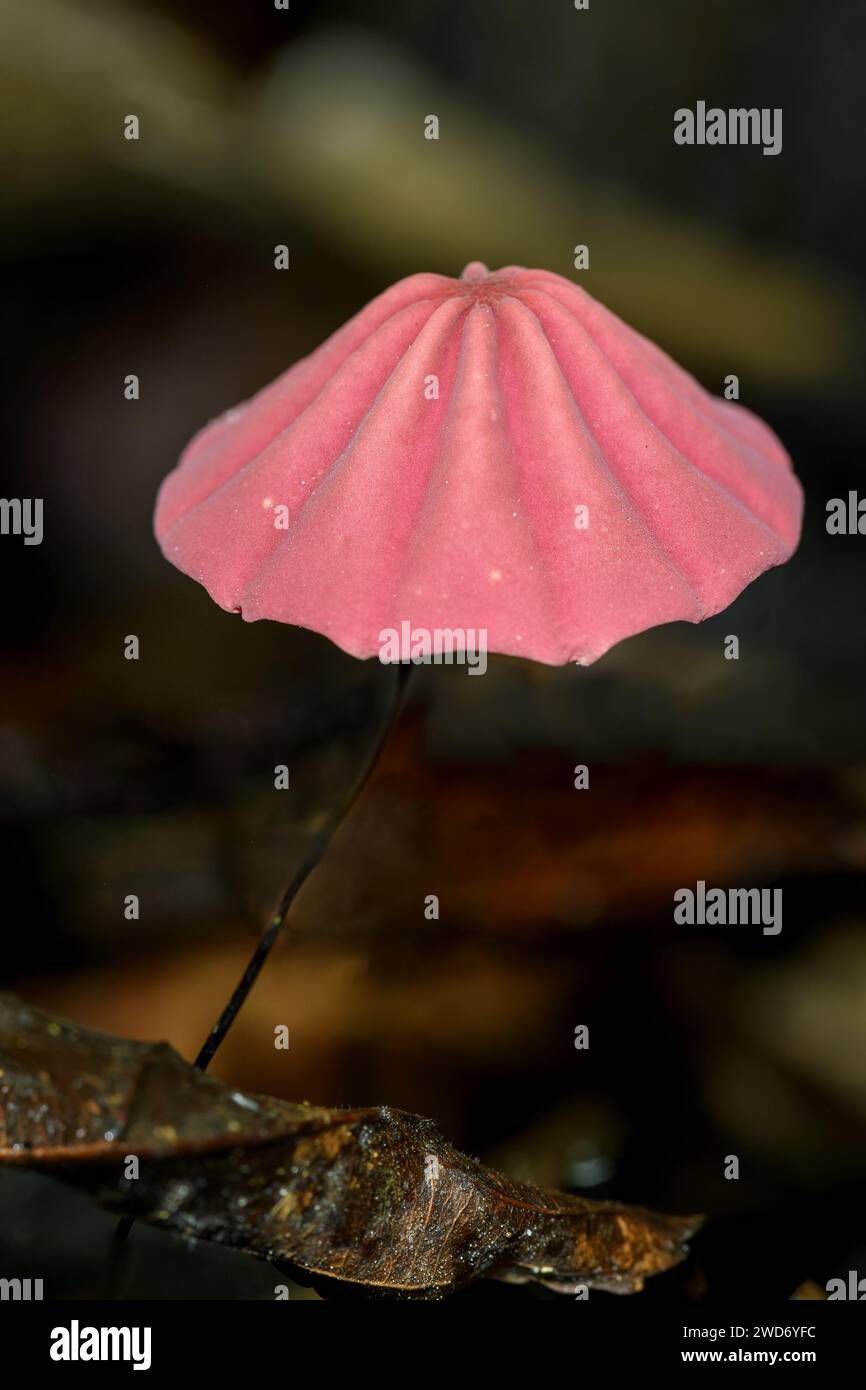 Marasmius sp. (possibly M. haematocephalus) from Sarapiqui, Costa Rica ...