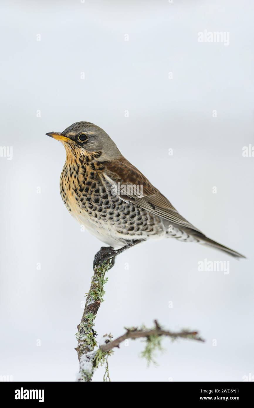 Fieldfare (Turdus pilaris) from Hidra, south-western Norway in January ...