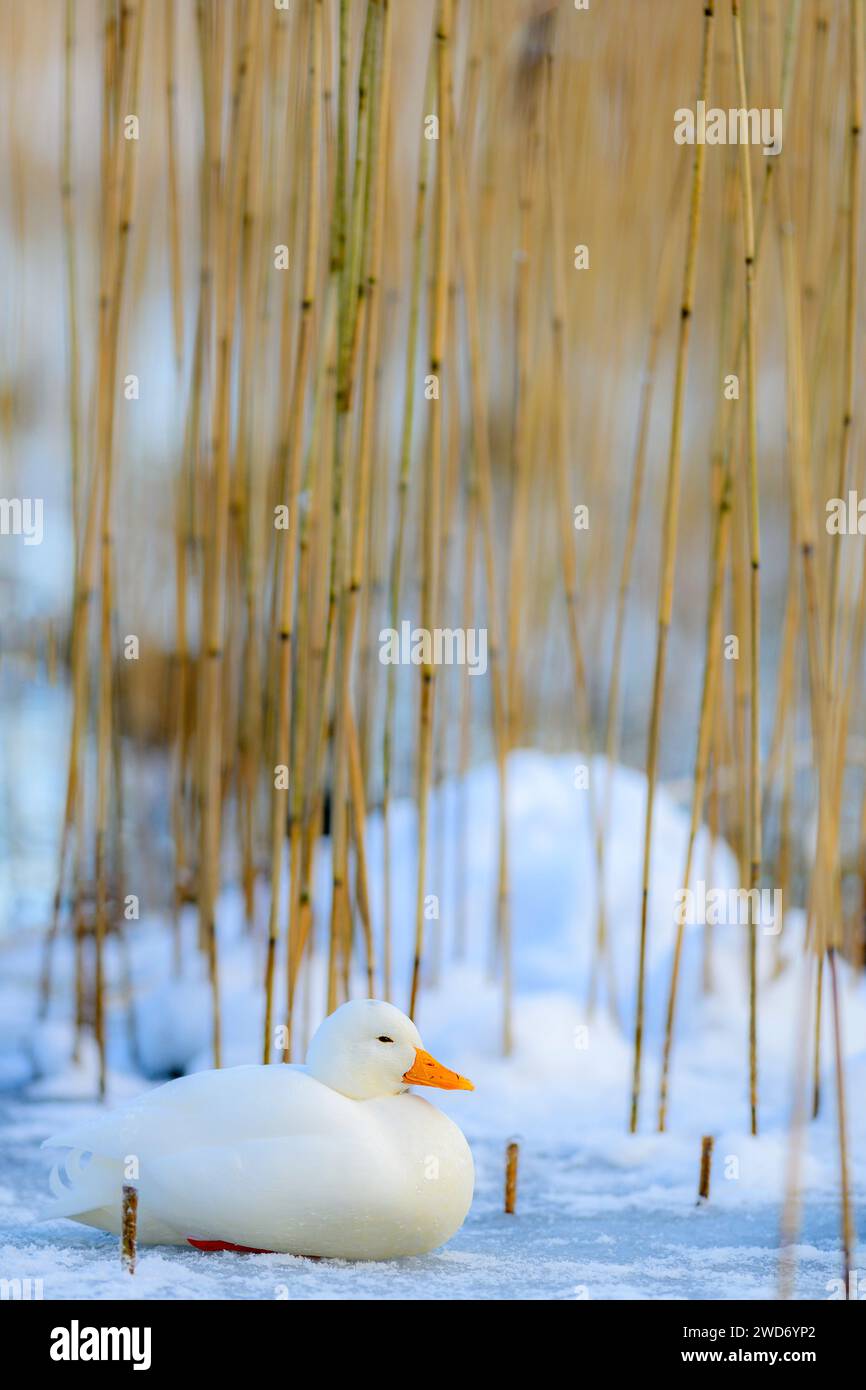 White mallard (Anas latyrhynchos), probably adomesticated escape. Photo ...