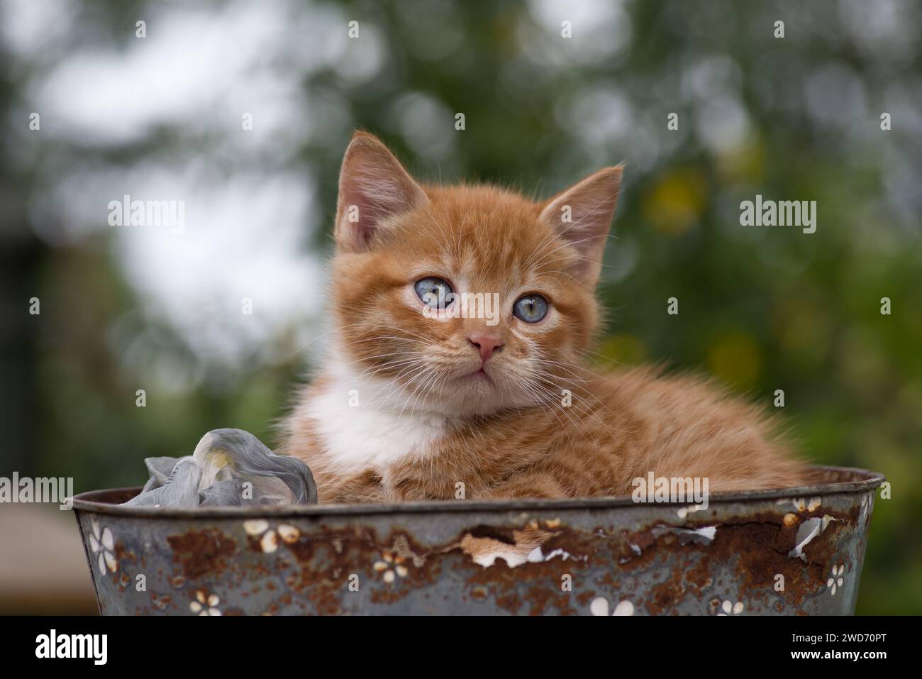 Dieren en gevangenschap hi-res stock photography and images - Alamy