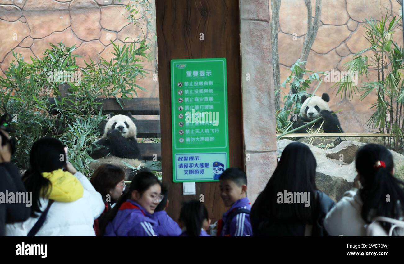 Four giant pandas, named Qing Hua, Qing Lu, Qiao Yue, and Ai Lian, officially meet the public at ...