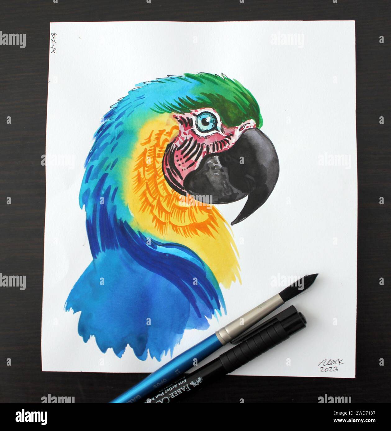 Parrot sketch hi-res stock photography and images - Alamy